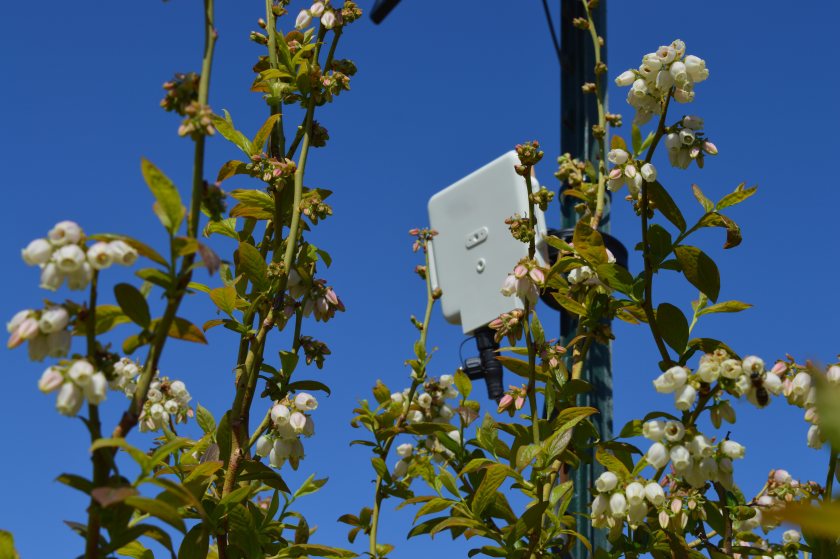 British Sugar Launches Innovative Pollinator Monitoring Initiative to ...